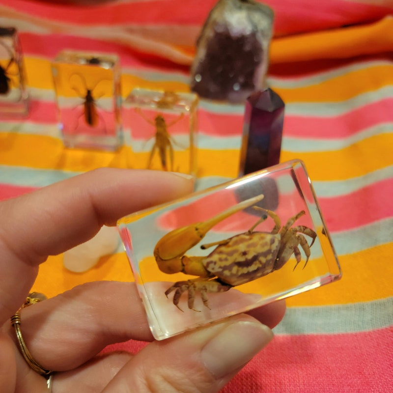 Beetle Paperweight Resin - Etsy