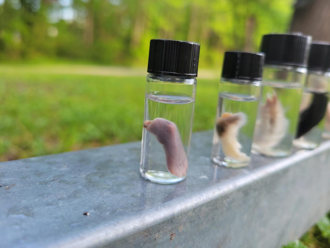 Wet Specimen Feet Mouse Feet Rat Feet Guinea Pig Feet Rabbit Kit Feet ...