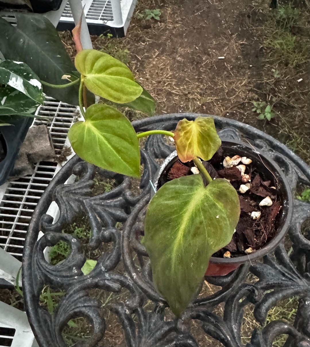 Philodendron Micans Mint - Etsy