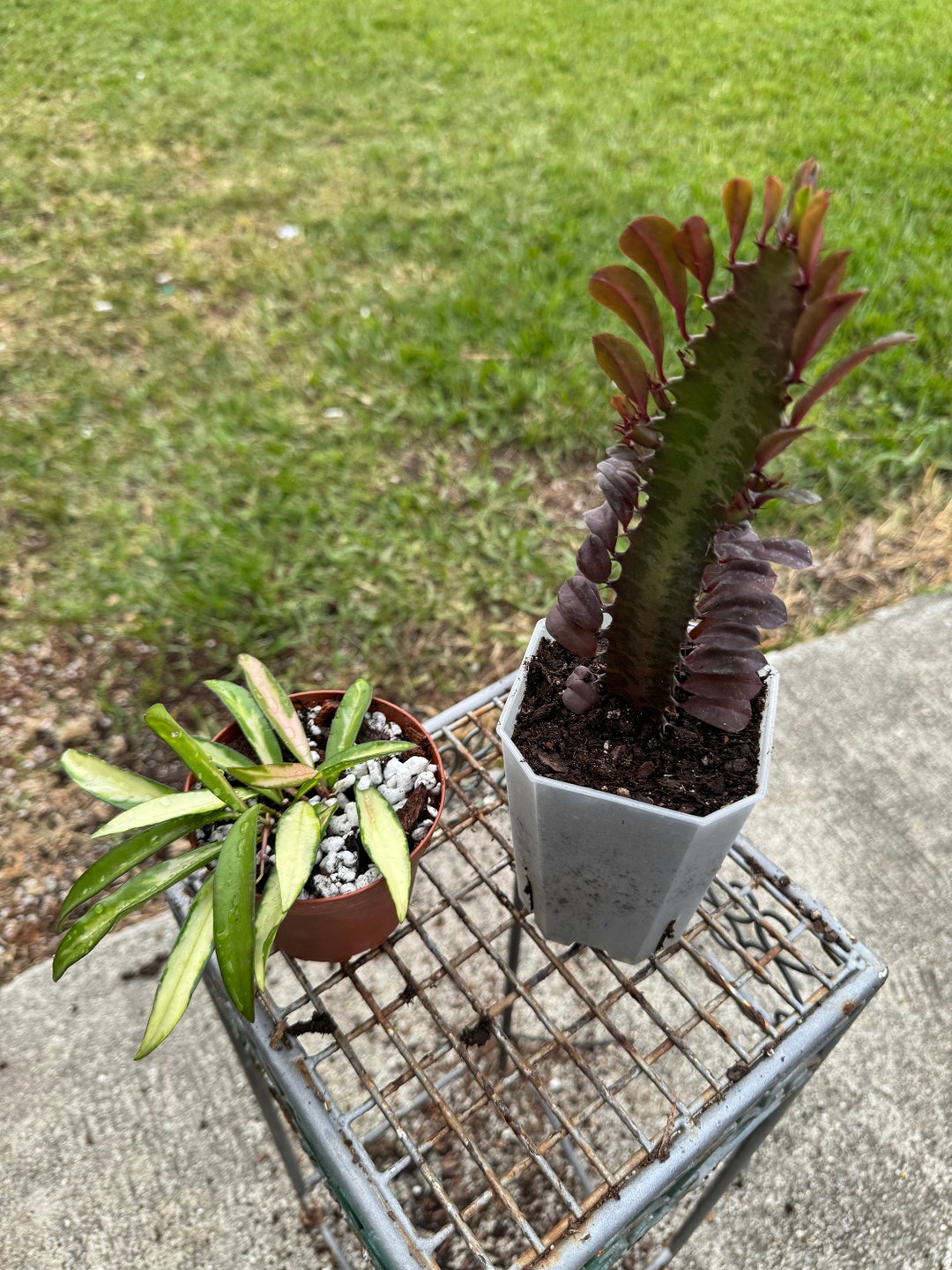 Euphorbia Trigona & Hoya Wayetti Tricolor - Etsy