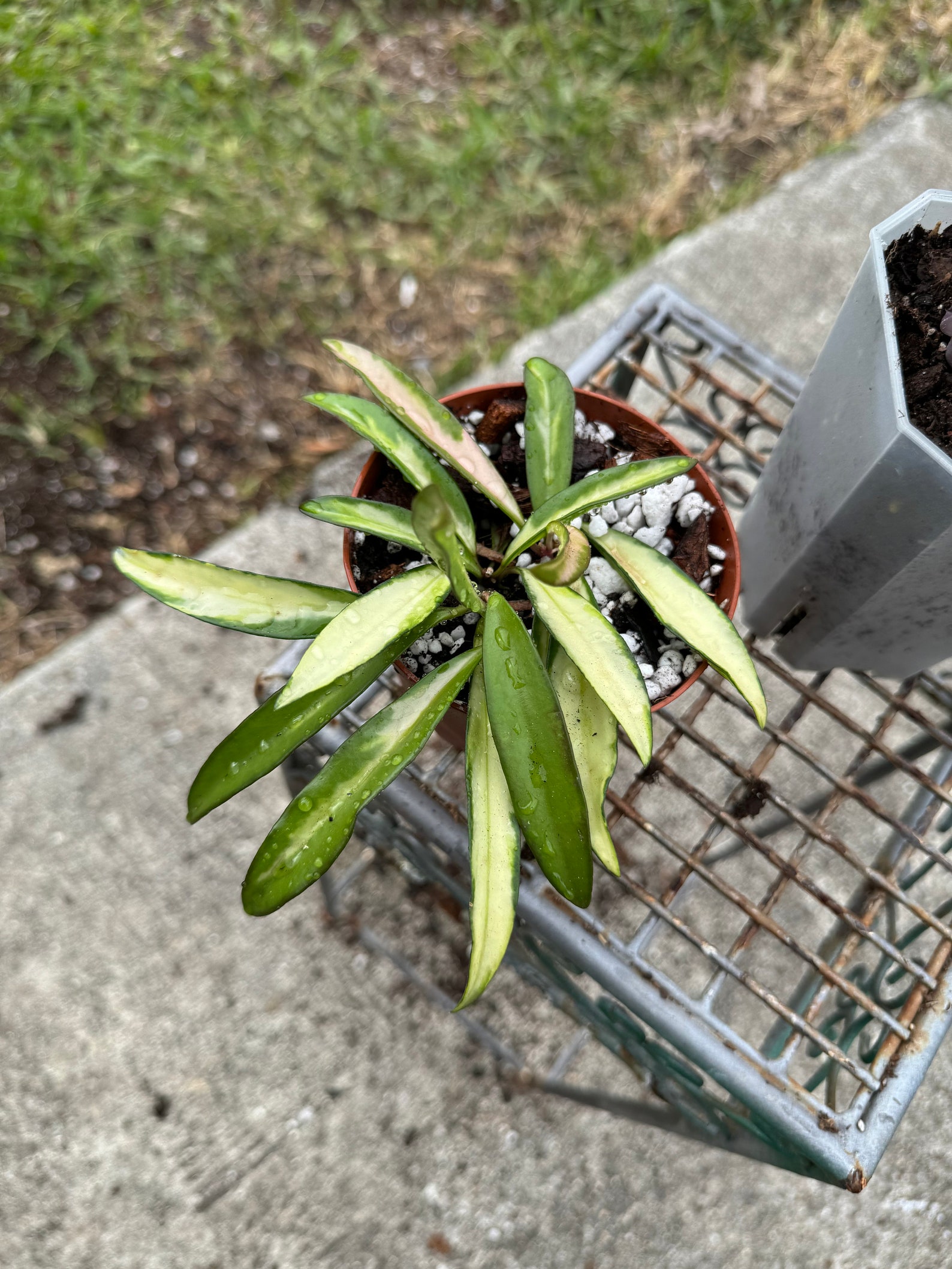 Euphorbia Trigona & Hoya Wayetti Tricolor - Etsy