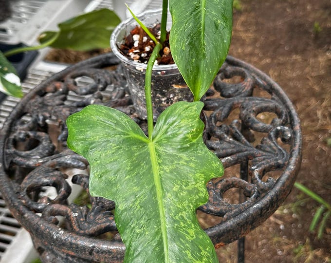 Philodendron Mottled Dragon - Etsy