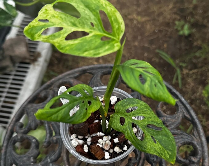 Monstera Laniata Mottled - Etsy