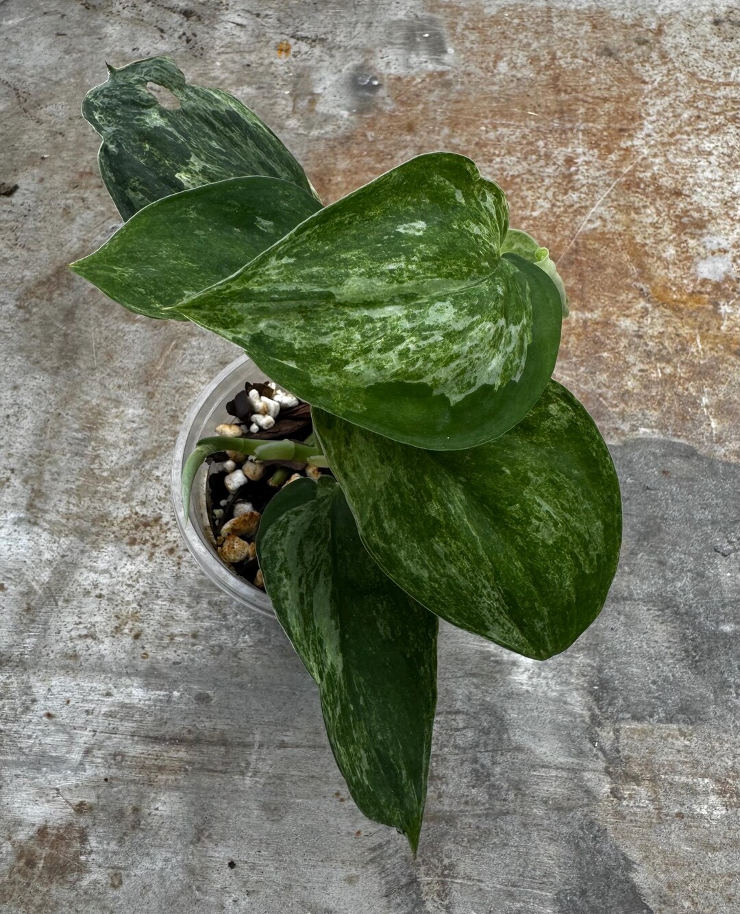 Scindapsus Jade Satin Mint - Etsy