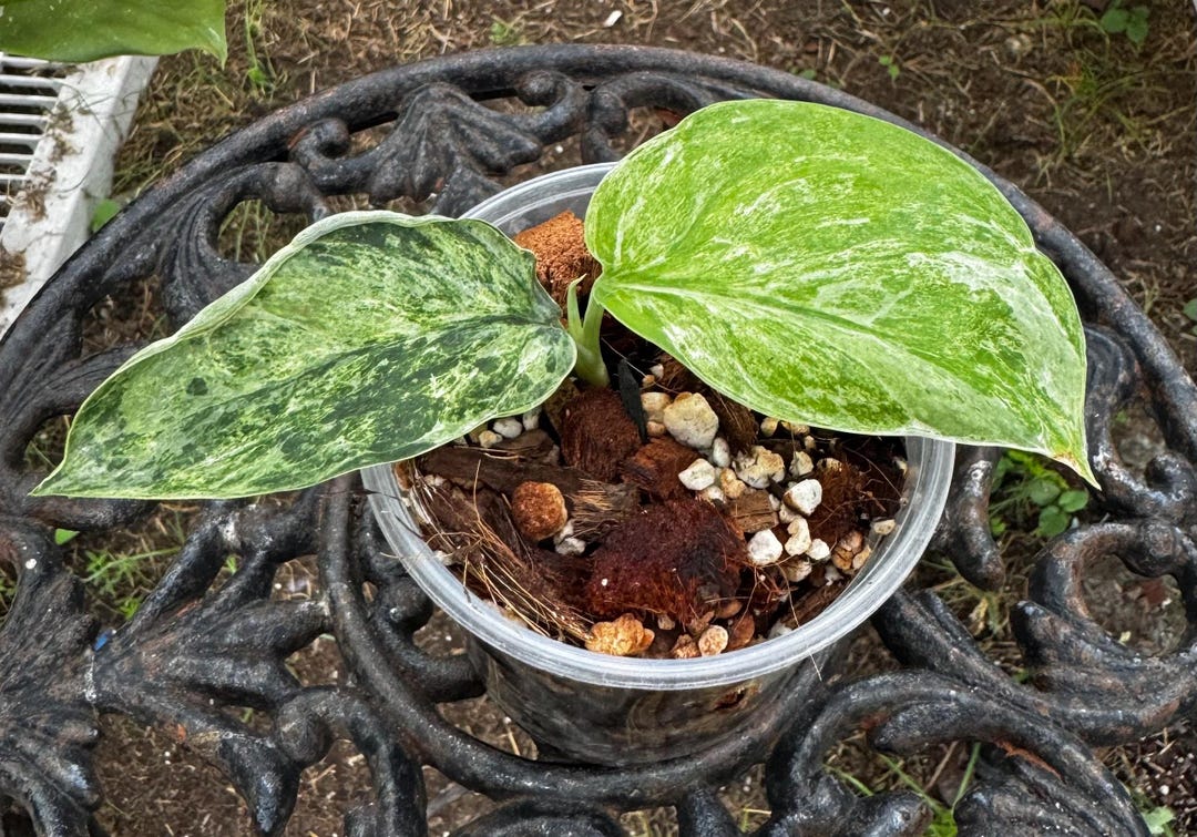 Scindapsus Jade Satin Mint - Etsy