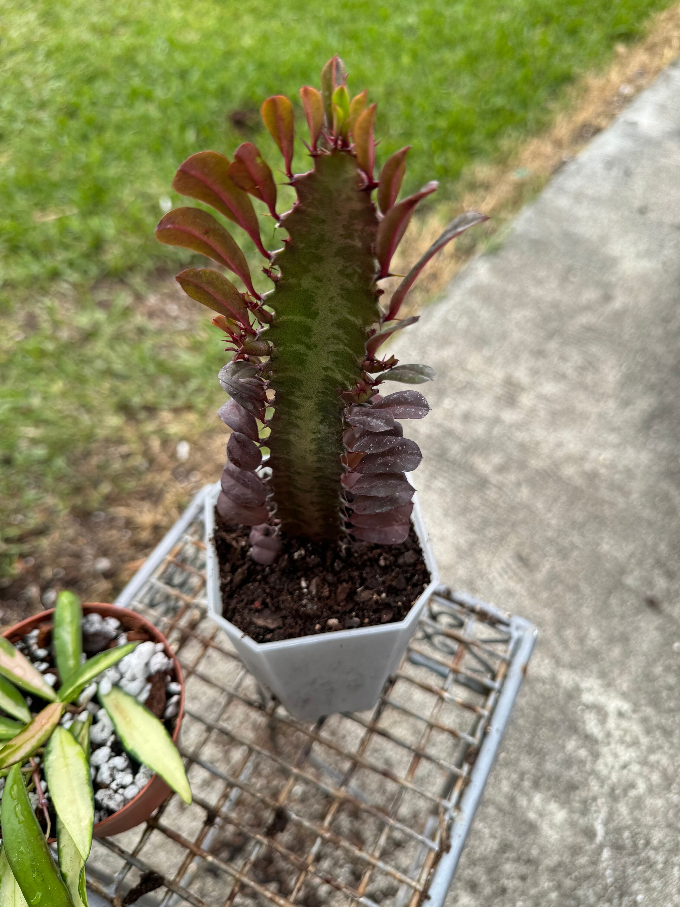 Euphorbia Trigona & Hoya Wayetti Tricolor - Etsy
