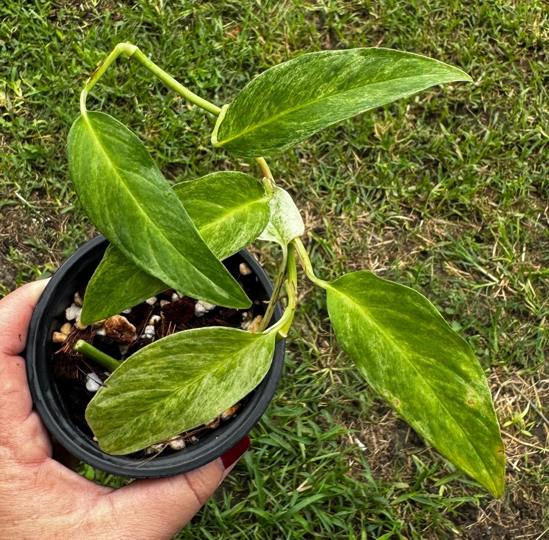Monstera Laniata Mint - Etsy