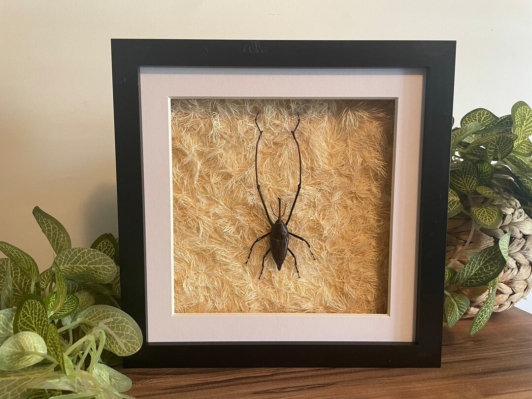 Real, Preserved and Framed Long Armed Weevil - Etsy