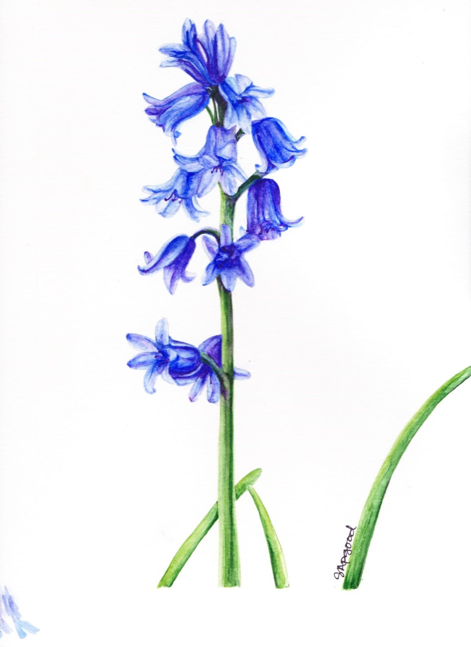 Bluebell Flower - Water Color Print - Etsy