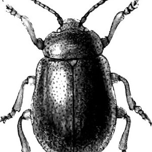 Vintage Halloween Clip Art, Creepy Snake, Frog, Skull, Creepy Fly ...