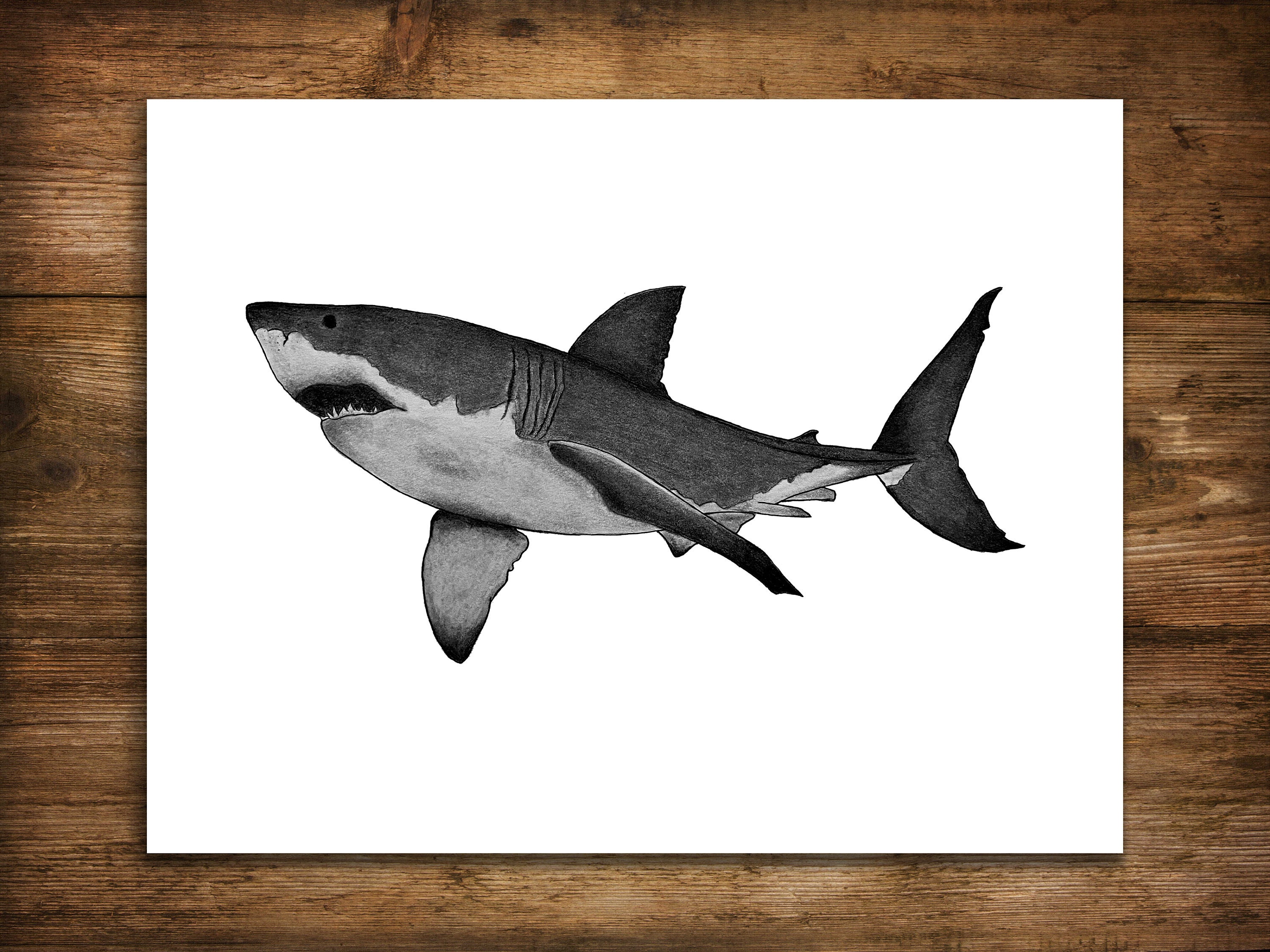 Great White Sharks Drawings