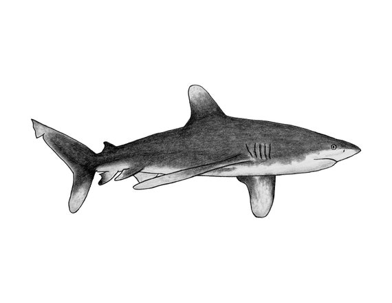 White Tip Reef Shark Drawing
