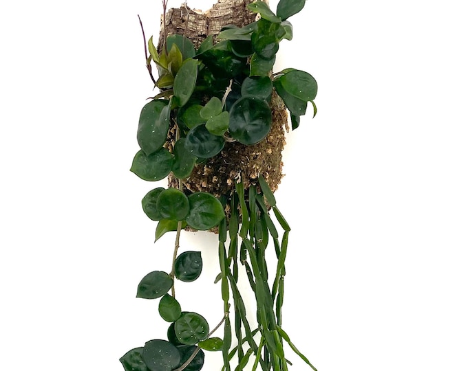 Rhipsalis Paradoxa and Hoya Carnosa 'chelsea' ~ Plant Arrangement ...