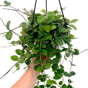 Hoya Mathilde ~ 6" Hanging Basket ~ Peduncles ~ Blooming Size Full ...