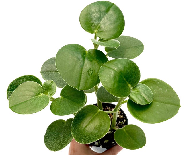 Peperomia Incana Felted Pepperface 3 Pot Grower's Choice - Etsy