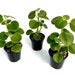Peperomia Incana Felted Pepperface 3 Pot - Etsy