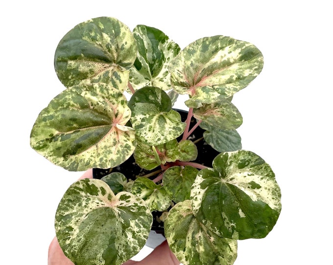 Peperomia Caperata "pink Marble" ~ "pink Lady" ~ 3" Pot ~ Grower's ...