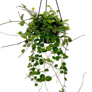 Hoya Mathilde ~ 6" Hanging Basket ~ Peduncles ~ Blooming Size Full ...
