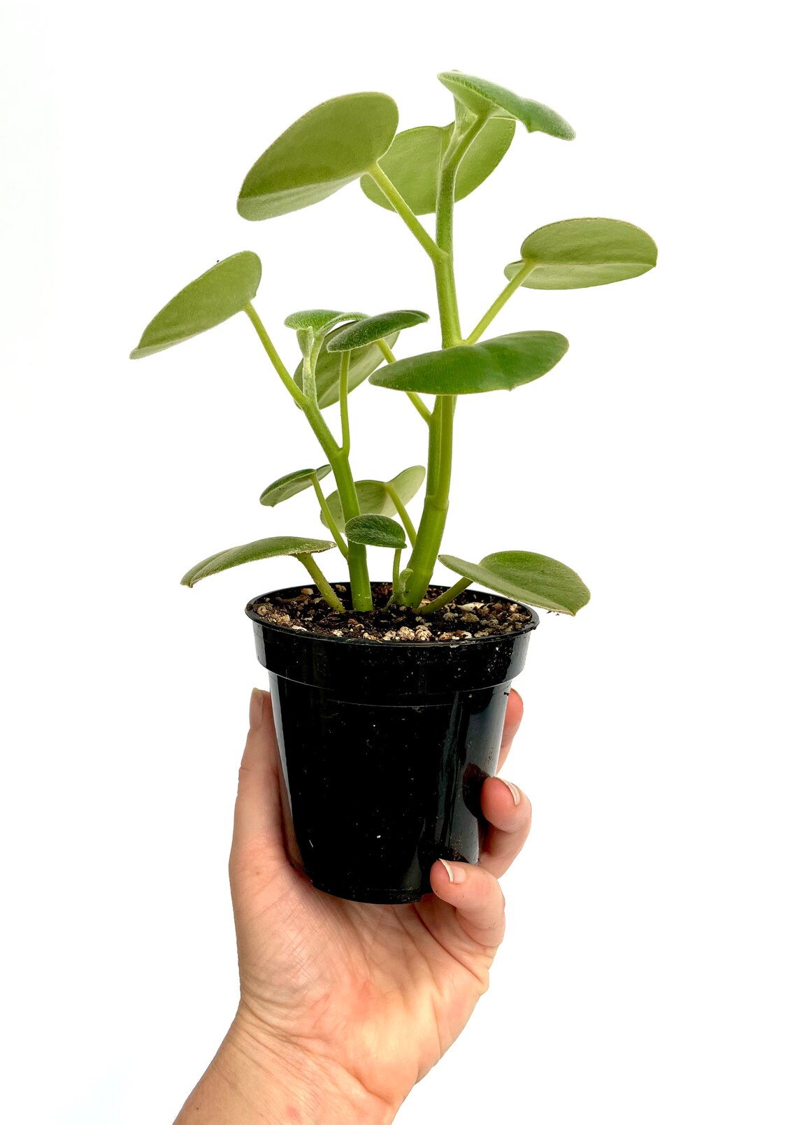 Peperomia Incana Felted Pepperface 3 Pot - Etsy