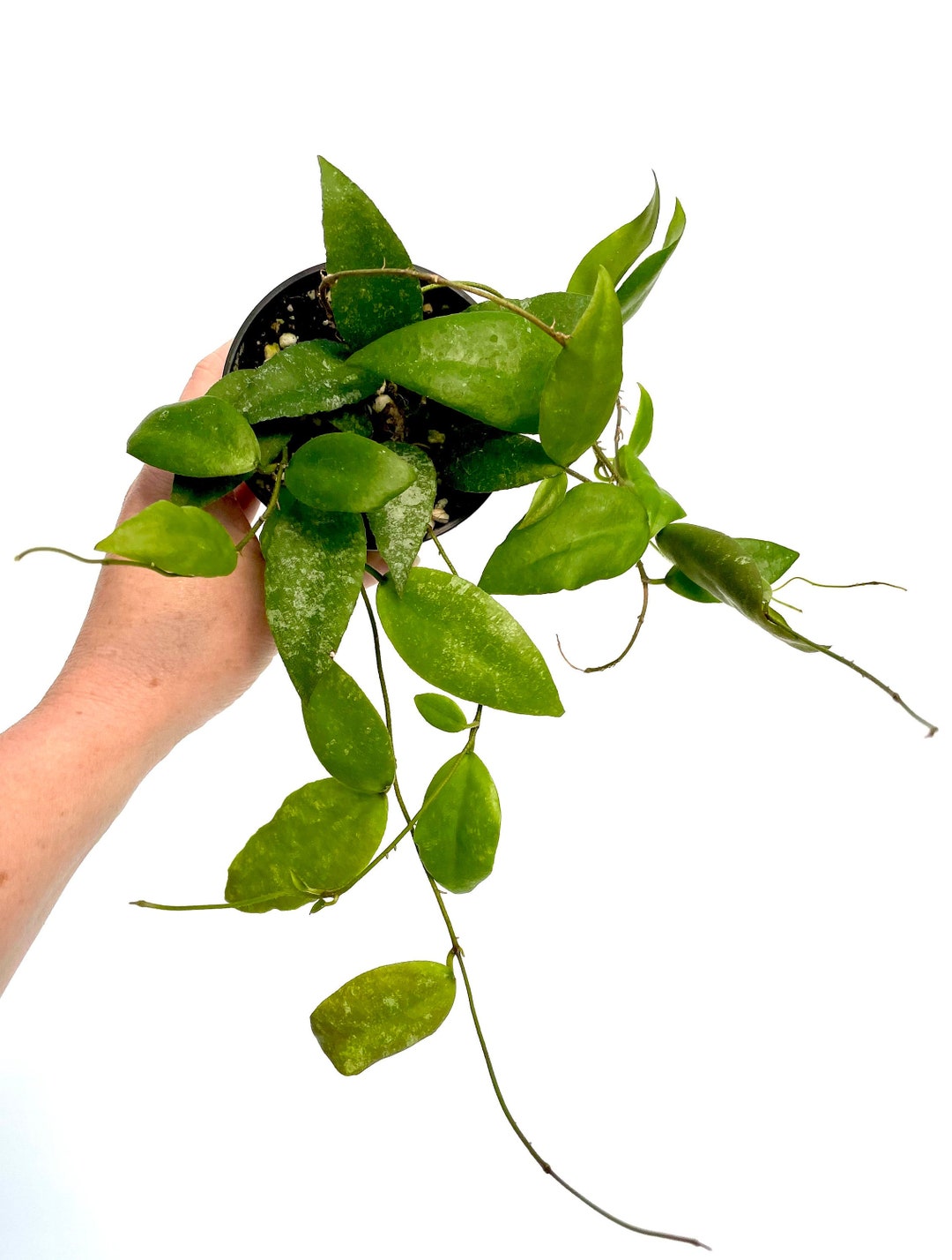 Hoya Caudata Sumatra ~ 3.5" Pot~ Grower's Choice - Etsy
