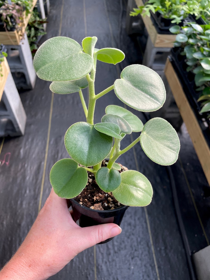 Peperomia Incana Felted Pepperface 3 Pot - Etsy