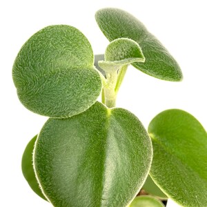 Peperomia Incana Felted Pepperface 3 Pot - Etsy