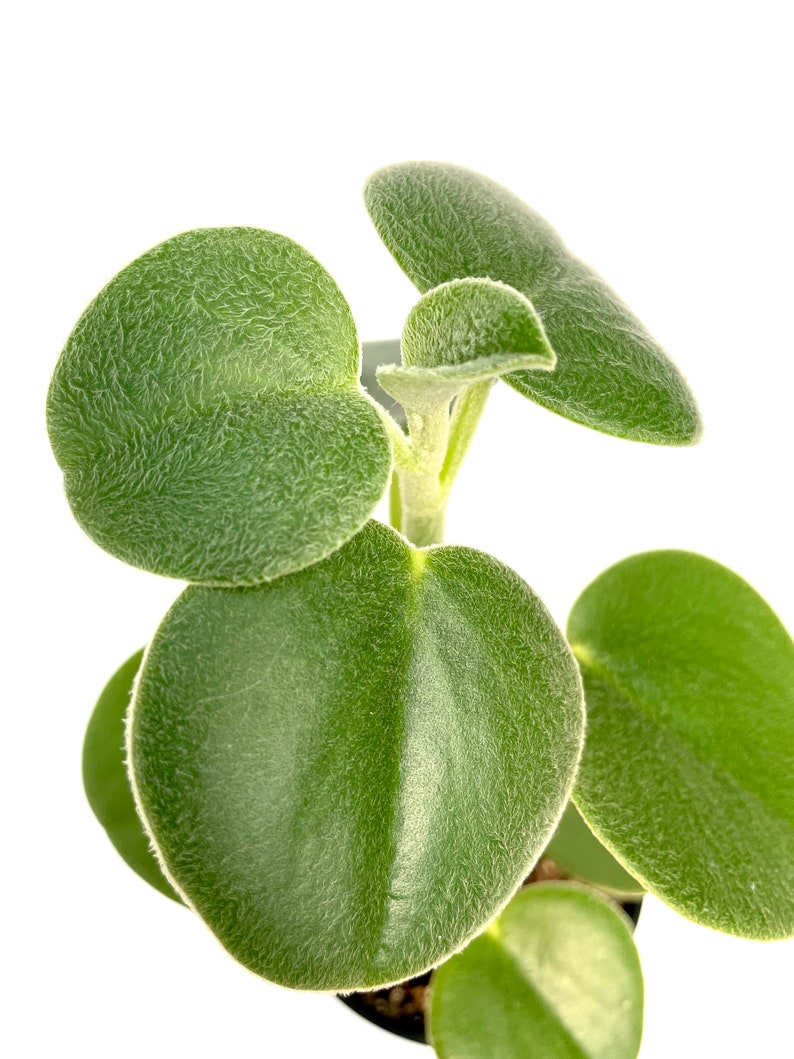 Peperomia Incana Felted Pepperface 3 Pot - Etsy