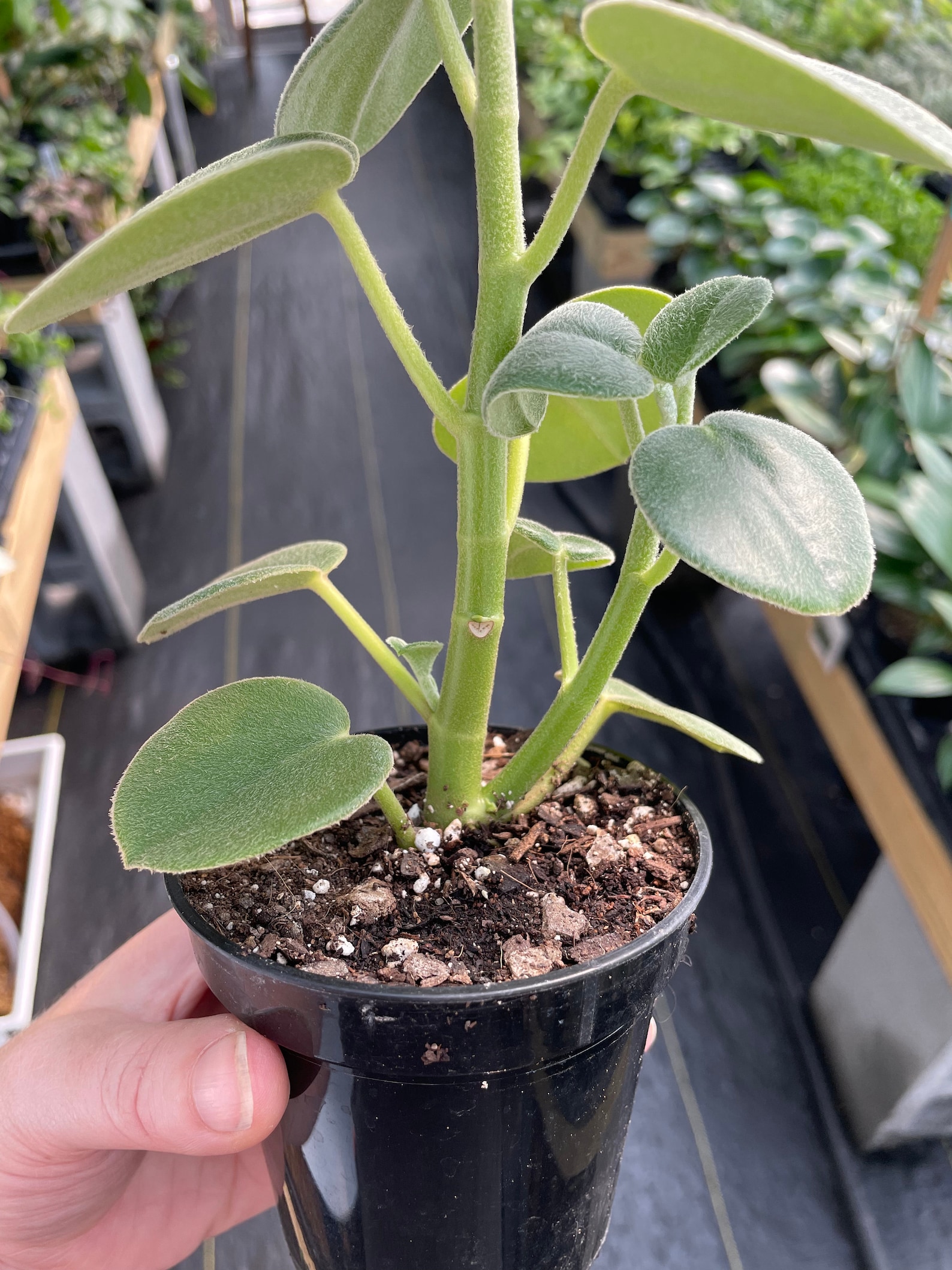 Peperomia Incana Felted Pepperface 3 Pot - Etsy