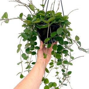 Hoya Mathilde ~ 6" Hanging Basket ~ Peduncles ~ Blooming Size Full ...