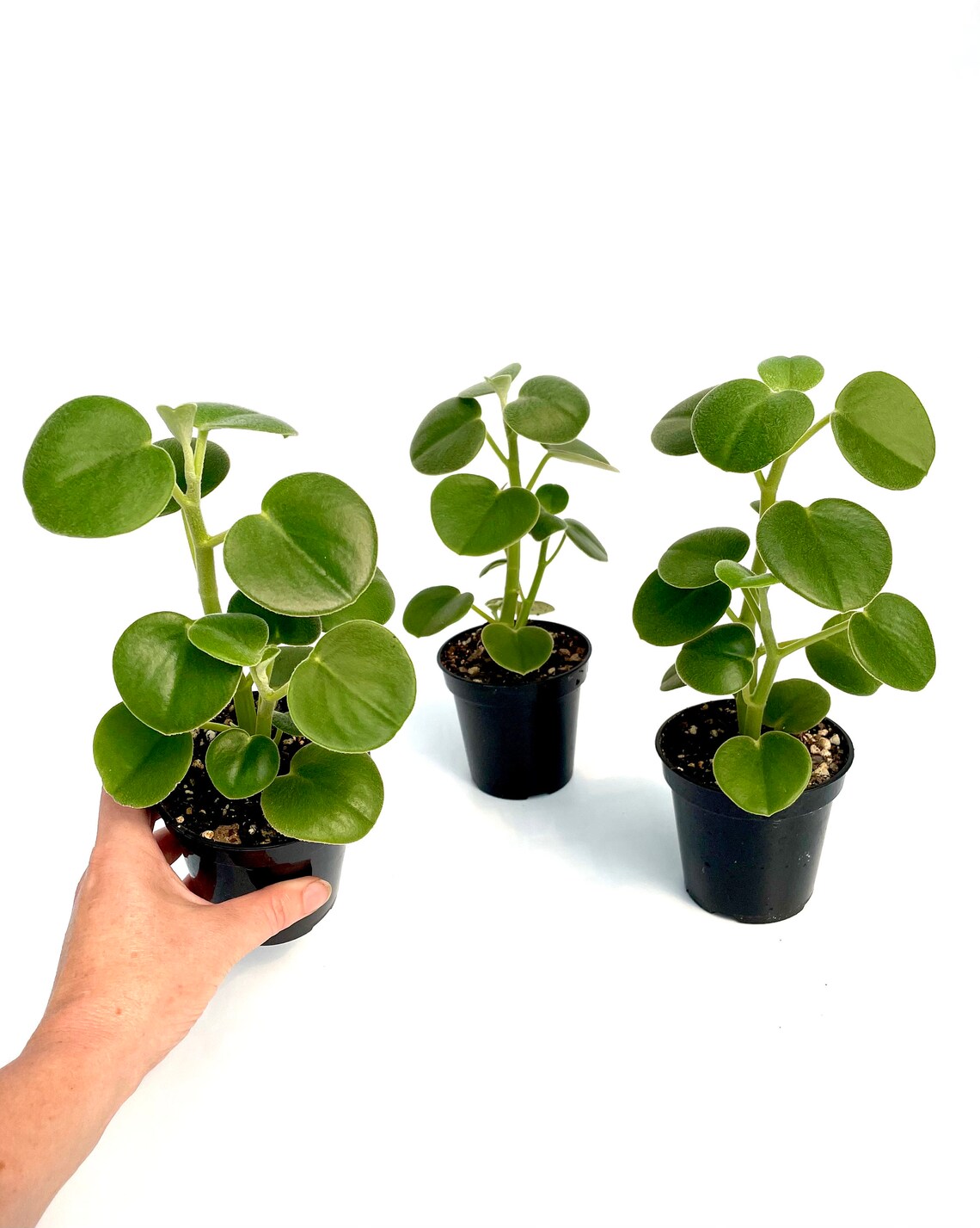 Peperomia Incana Felted Pepperface 3 Pot - Etsy