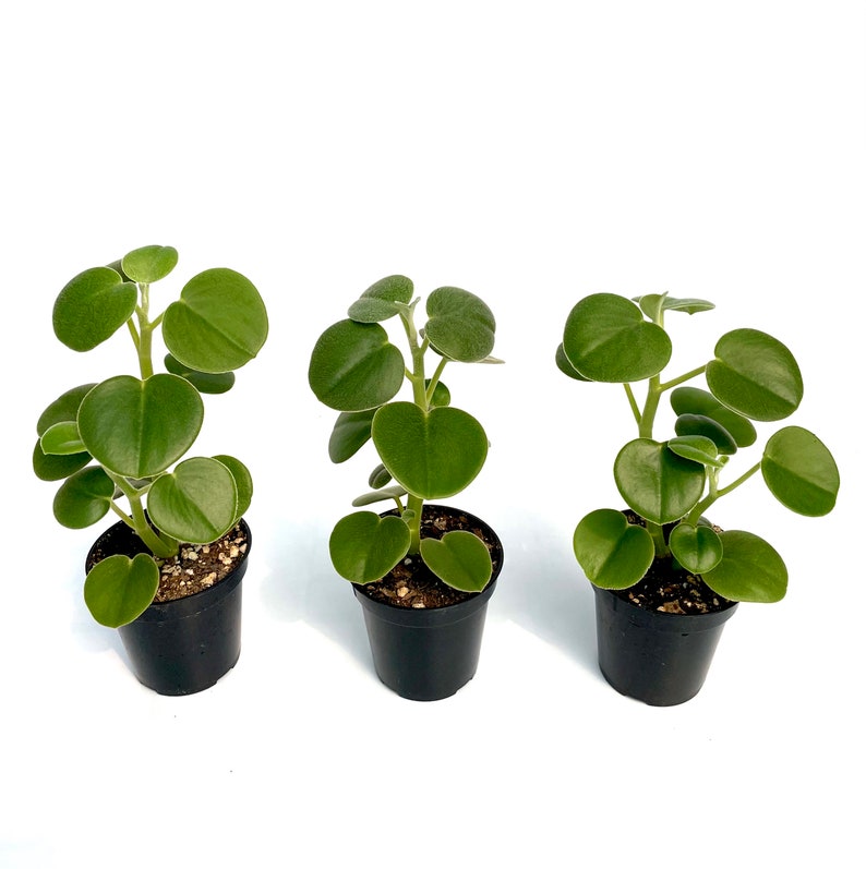 Peperomia Incana Felted Pepperface 3 Pot - Etsy