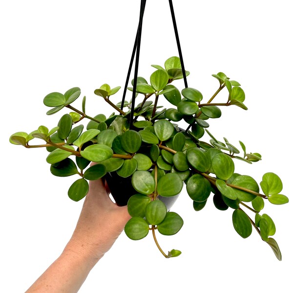 Peperomia Hope Plant - Etsy