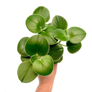 Peperomia Incana ~ Felted Pepperface ~ 3" Pot ~ Grower's Choice - Etsy