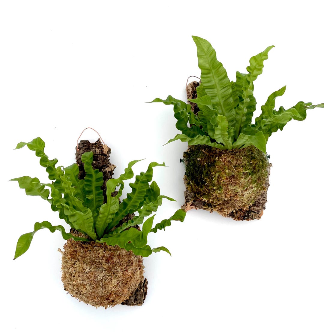 Asplenium Nidus crispy Wave Mounted on Cork Bark Bird's Nest Fern ...