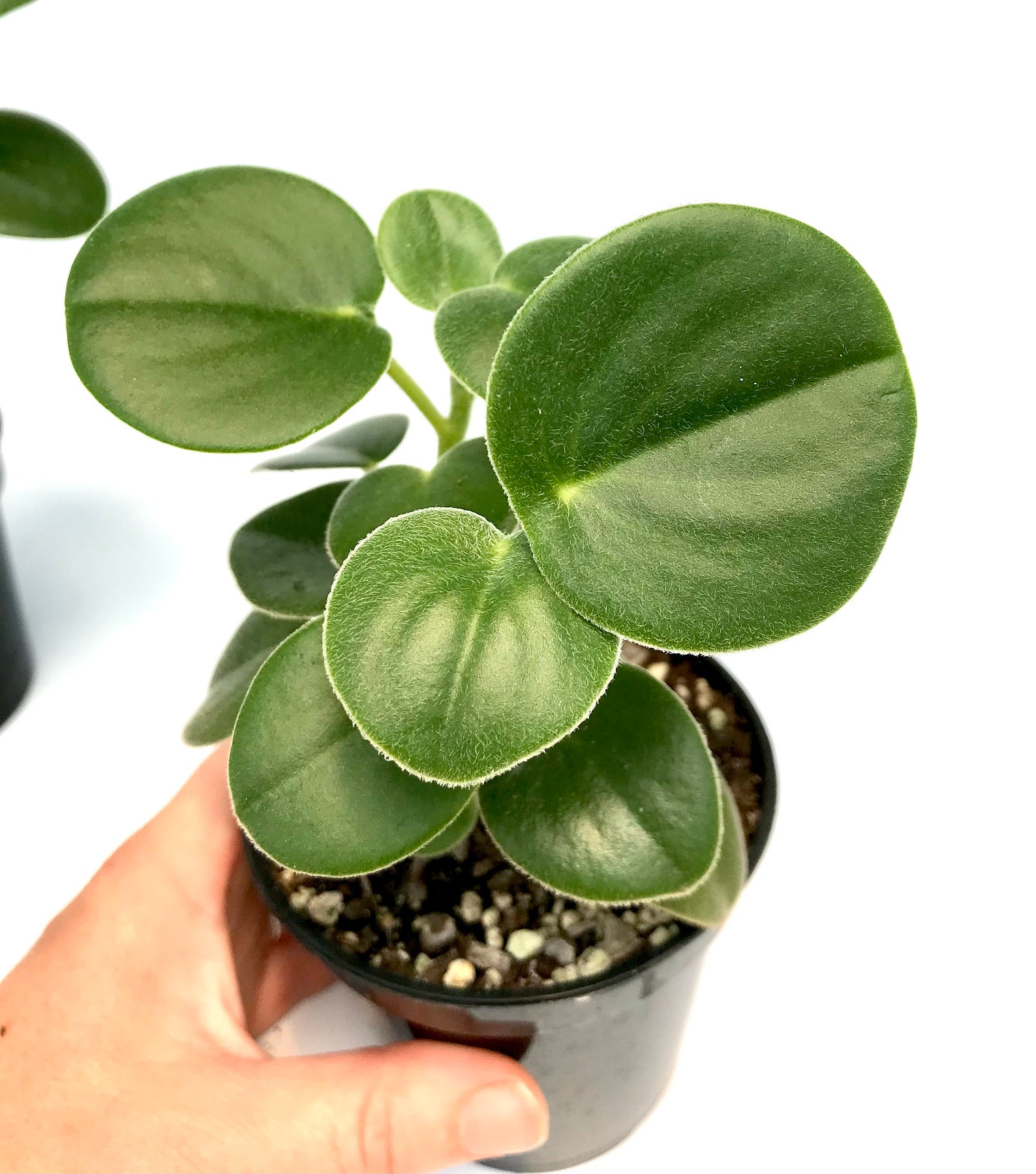 Peperomia Incana Felted Pepperface 3 pot | Etsy