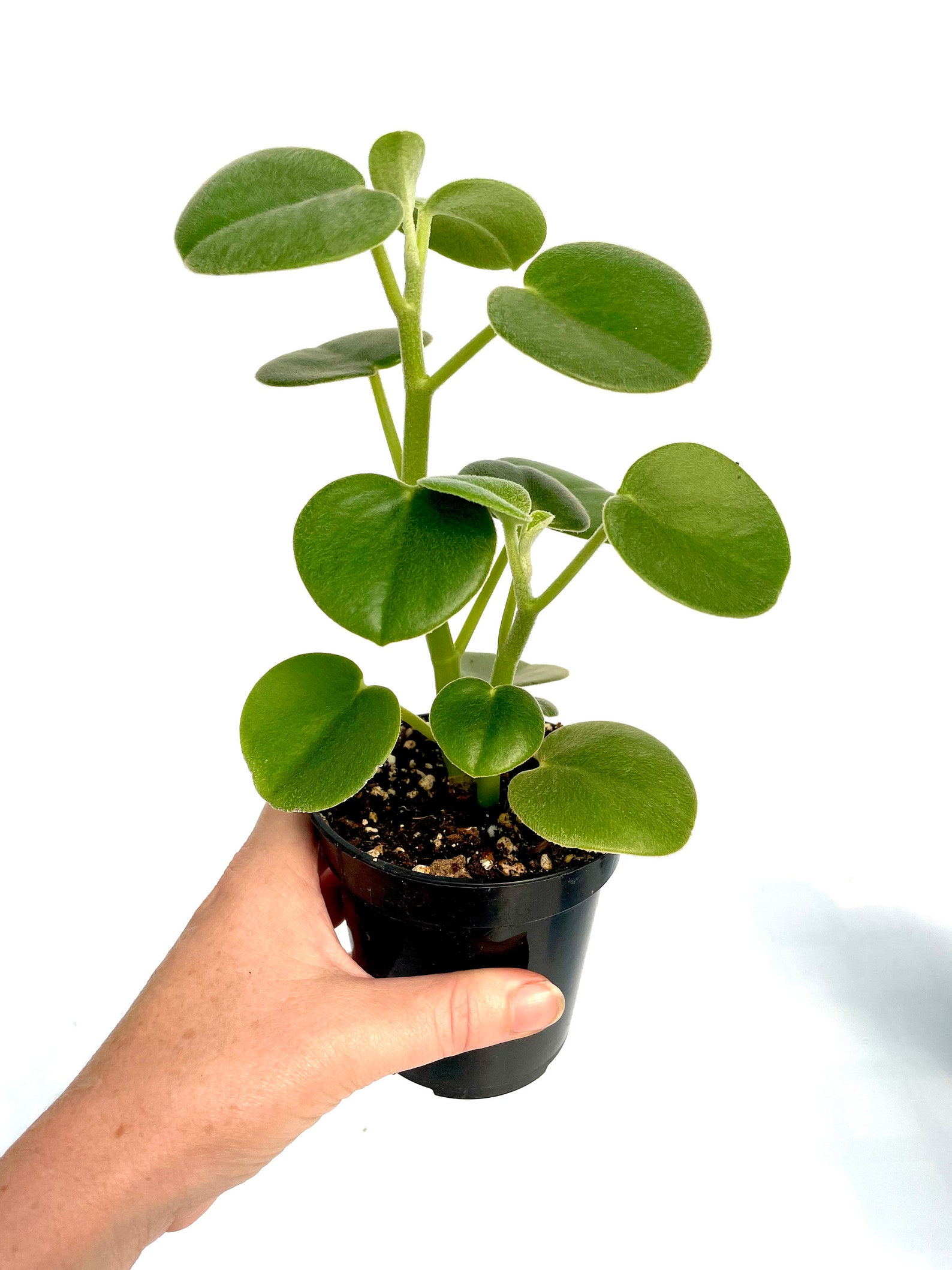 Peperomia Incana Felted Pepperface 3 Pot - Etsy