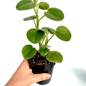 Peperomia Incana Felted Pepperface 3 Pot - Etsy