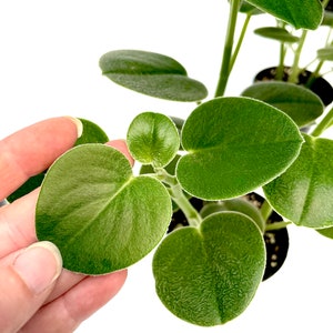 Peperomia Incana ~ Felted Pepperface ~ 3" Pot ~ Grower's Choice - Etsy