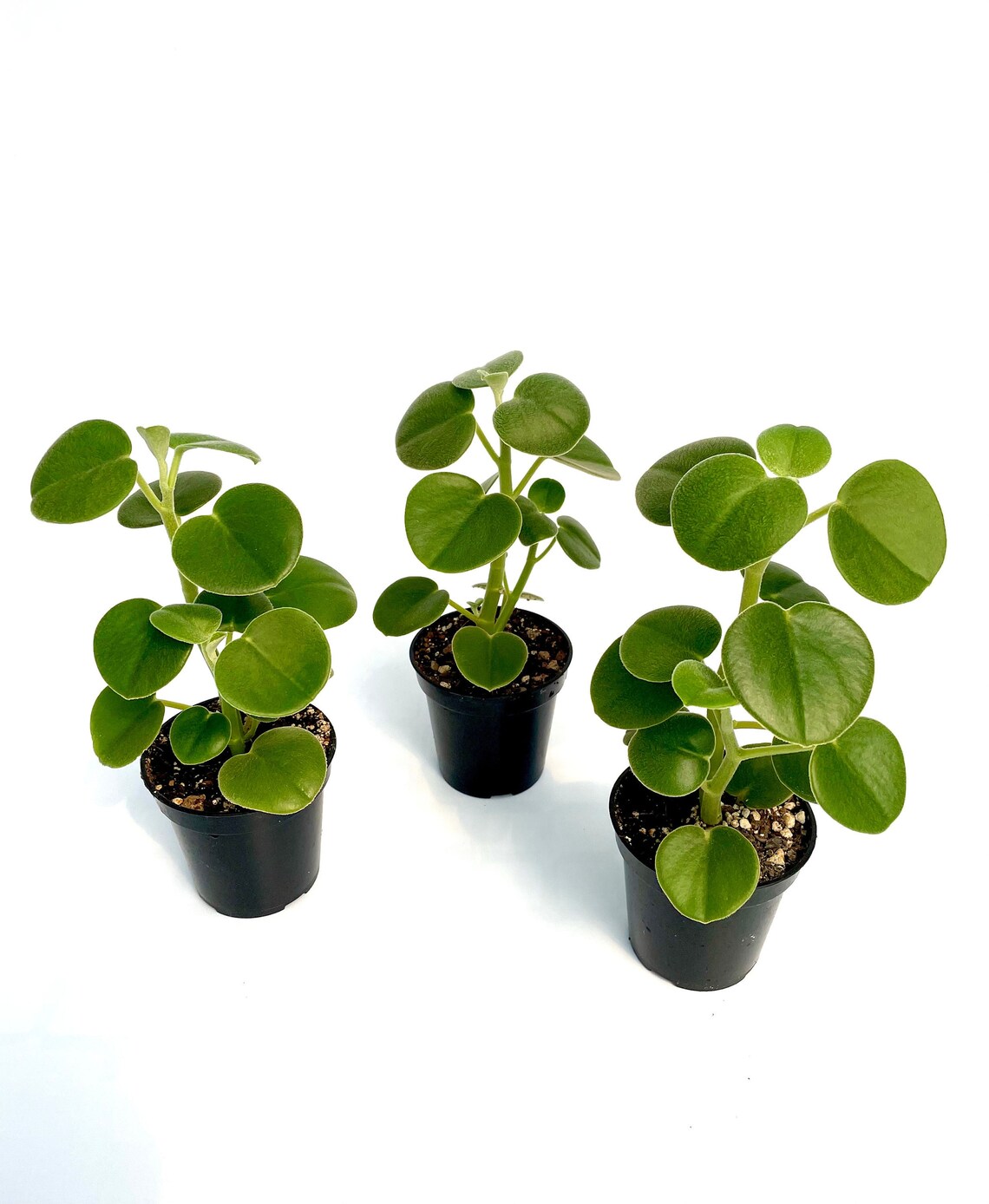 Peperomia Incana Felted Pepperface 3 Pot - Etsy