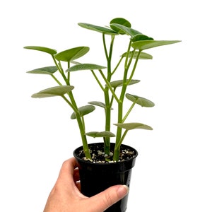 Peperomia Incana ~ Felted Pepperface ~ 3" Pot ~ Grower's Choice - Etsy