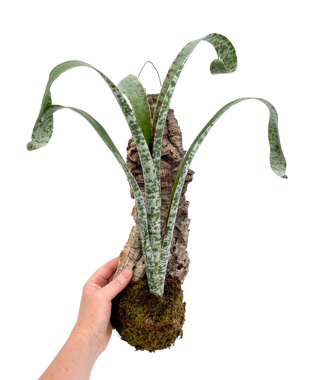Quesnelia Marmorata 'tim Plowman' Mounted Bromeliad Cork Mount Actual ...