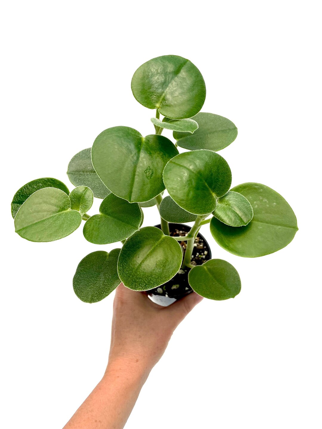Peperomia Incana ~ Felted Pepperface ~ 3" Pot ~ Grower's Choice - Etsy