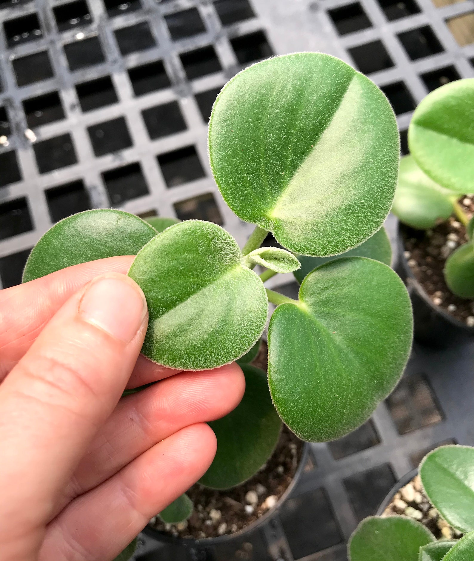 Peperomia Incana Felted Pepperface 3 pot | Etsy