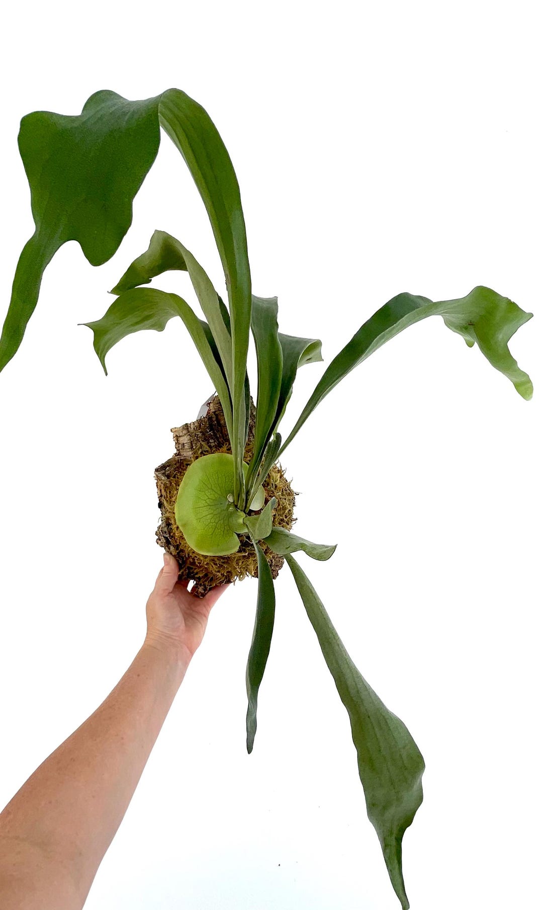 Staghorn Fern Platycerium Bifurcatum Cork Mount Actual Plant 2 - Etsy