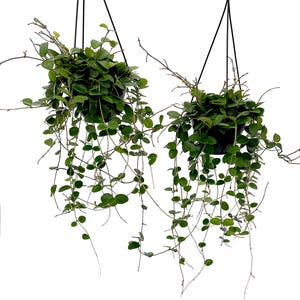Hoya Mathilde ~ 6" Hanging Basket ~ Peduncles ~ Blooming Size Full ...