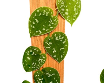 Scindapsus Pictus Argyraeus - Etsy