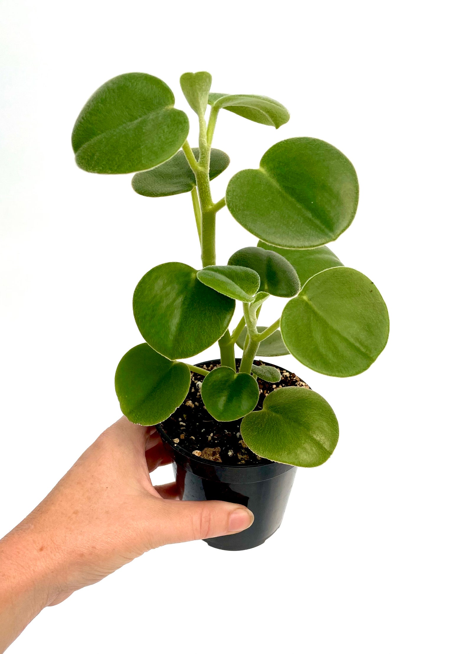 Peperomia Incana Felted Pepperface 3 Pot - Etsy