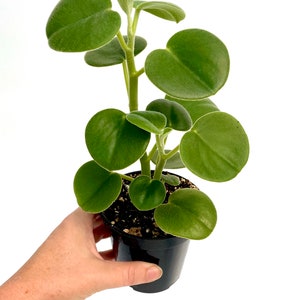 Peperomia Incana ~ Felted Pepperface ~ 3" Pot ~ Grower's Choice - Etsy