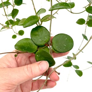 Hoya Mathilde ~ 6" Hanging Basket ~ Peduncles ~ Blooming Size Full ...