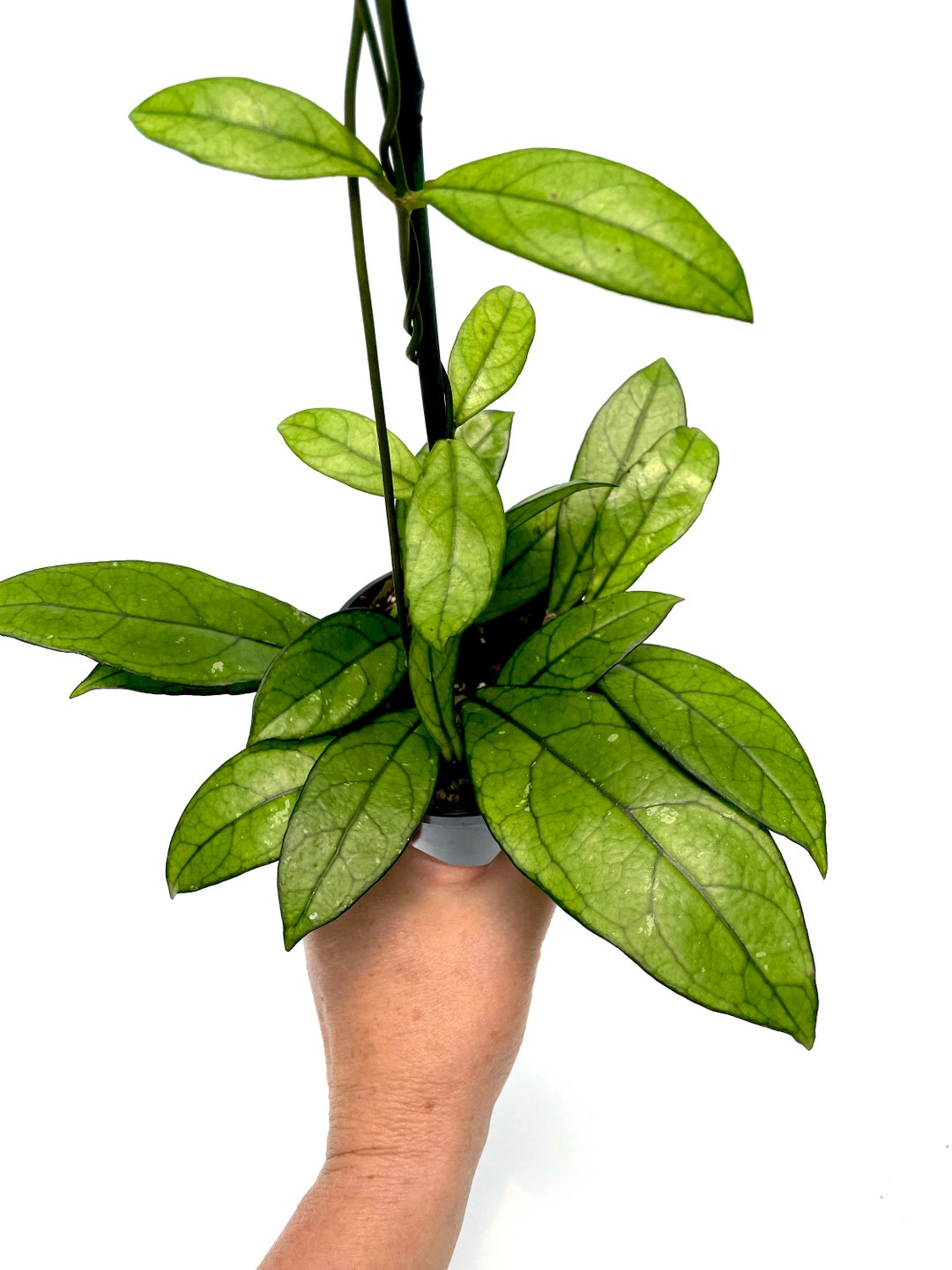 Hoya Crassipetiolata ~ 3.5" Pot~ Grower's Choice ~ Easy, Fast Growing ...